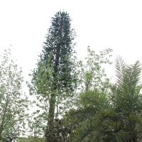 China High strength steel Bionic Tree Tower with realistic pine palm and banyan shapes customizable height from 10 to 60 meters for communication needs for sale