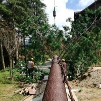 China Customizable Bionic Tree Tower designed for communication function and natural landscape blending with wind resistance up to 55 meters per second for sale