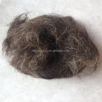China Washed Good Quality Clean Horse Hair for Mattress or Rope for sale