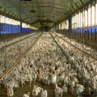 China Professional Precast Steel Structure Space Frame Chicken Farm Building for sale