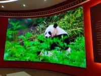 China P4.81 Indoor LED Display Panel 500x1000mm for Church Wedding Stage Backdrop Video Wall for sale