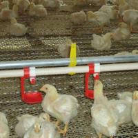 China Hen Chicken Farm Poultry Feeder Drinker Animal Hdg Sheet for sale