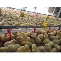 China Chicken Poultry Automatic Pan Feeding System Nipple Drinking Line for sale