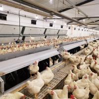 China Poultry Farms Pan Feeder System Chicken Breeding for sale