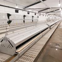 China Poultry Farms Pan Feeder System Chicken Breeding for sale