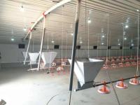 China Chicken Farm Chain Automatic Pan Feeding System 1 Phase for sale