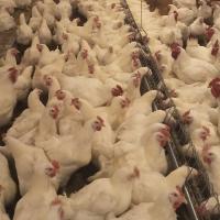 China Chicken House Commercial Poultry Equipment Ground Breeding Breeder System For Broiler for sale