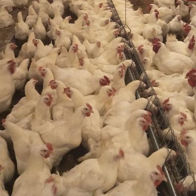 China Chicken House Commercial Poultry Equipment Ground Breeding Breeder System For Broiler for sale