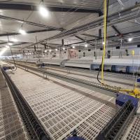 China Chicken House Commercial Poultry Equipment Ground Breeding Breeder System For Broiler for sale