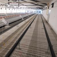China Farming Equipment Poultry Pan Feeding System Automatic Breeder Parent Chicken Drinking for sale