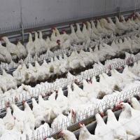 China Farming Equipment Poultry Pan Feeding System Automatic Breeder Parent Chicken Drinking for sale