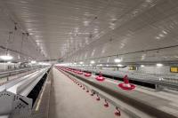 China Farming Equipment Poultry Pan Feeding System Automatic Breeder Parent Chicken Drinking for sale