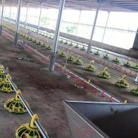 China Chicken Drinking Automatic Pan Feeding System For Poultry Farming Equipment for sale