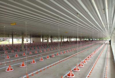 China Pan Feeding SS304 3.5m Broiler House Equipment For Chicken for sale