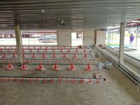 China Pan Feeding SS304 3.5m Broiler House Equipment For Chicken for sale