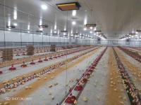 China Automatic Duck Steel 12mm Poultry Farm House for sale