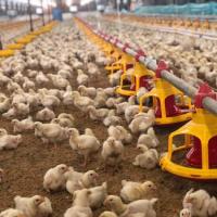 China PVC Poultry Farm Equipment for sale