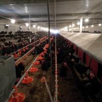 China PVC Poultry Farm Equipment for sale