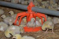 China PVC Poultry Farm Equipment for sale