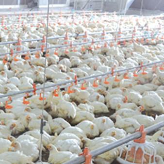 China Automatic Poultry Feeder For Broiler for sale