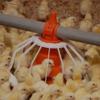 China Portable Galvanized 450kg Chain Feeder System Poultry for sale