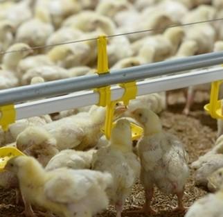China Full Automatic 12 Birds PP Chicken Nipple Drinker System for sale