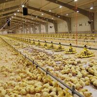 China Full Automatic 12 Birds PP Chicken Nipple Drinker System for sale