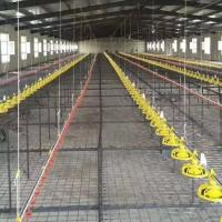 China 12 Birds 60HZ Poultry Farm Feeding System for sale