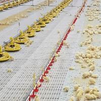 China 1.5kW 200L Poultry Automatic Pan Feeding System for sale