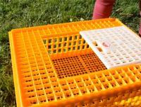 China Poultry Broiler Quail Pigeon Plastic Chicken Transport Cages for sale