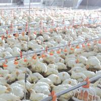 China Automatic Pan Feeding System Poultry Farm Equipment for sale