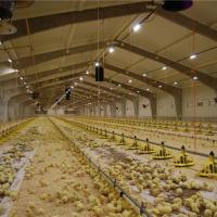 China Automatic Chicken House Broiler Poultry Farm Equipment for sale