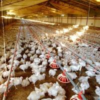China Auto Pan Feeder Steel Broiler Poultry Equipment for sale