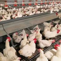 China Broiler Automatic Feeder Chain Feeding System Poultry for sale