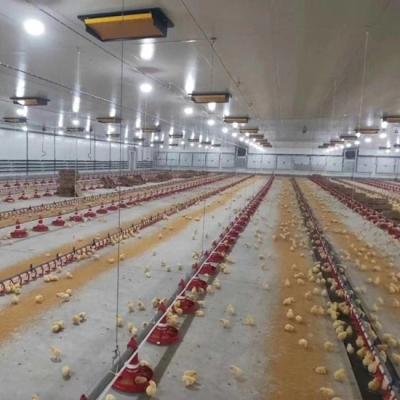 China Broiler Automatic Feeder Chain Feeding System Poultry for sale