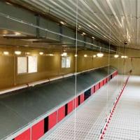 China Farm Breeder Houses Male Broiler Chicken Equipment for sale