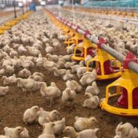 China Farm Breeder Houses Male Broiler Chicken Equipment for sale