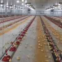 China Broiler Automatic Feeder Chicken Breeding Equipment for sale