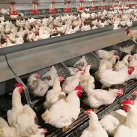 China Broiler Automatic Feeder Chicken Breeding Equipment for sale