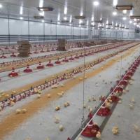 China Broiler Breeder Automated Poultry Feeding System for sale