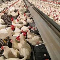 China Broiler Breeder Automated Poultry Feeding System for sale