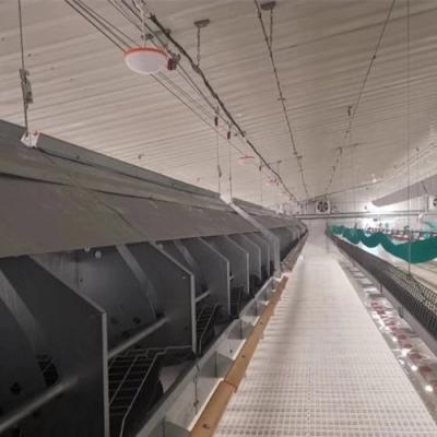 China Chain Feeding System Chicken Breeding Equipment for sale