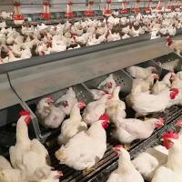 China Chain Feeding System Chicken Breeding Equipment for sale