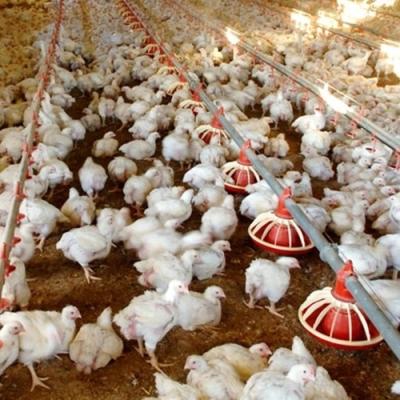China 400kg/H Poultry Farming Equipment For Broilers Products for sale
