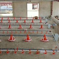 China Poultry Farm Auto 380V Chicken House Equipment for sale