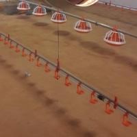 China Closed House Chicken 20T Poultry Farm Equipment for sale