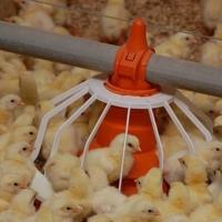 China Closed House Chicken 20T Poultry Farm Equipment for sale