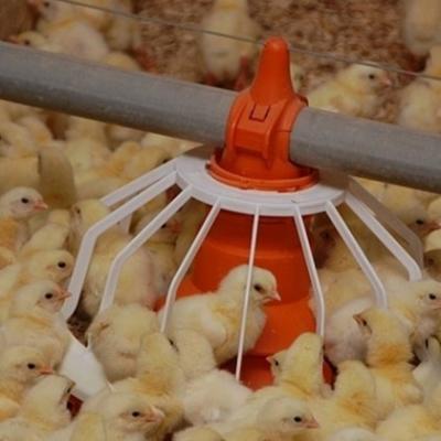 China Closed House Chicken 20T Poultry Farm Equipment for sale