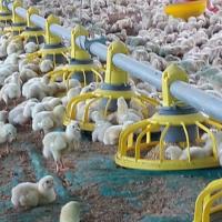 China 14 Grids 72mm Ground Broiler Chicken Shed Construction for sale