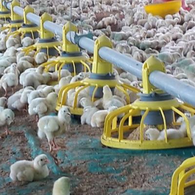 China 14 Grids 72mm Ground Broiler Chicken Shed Construction for sale